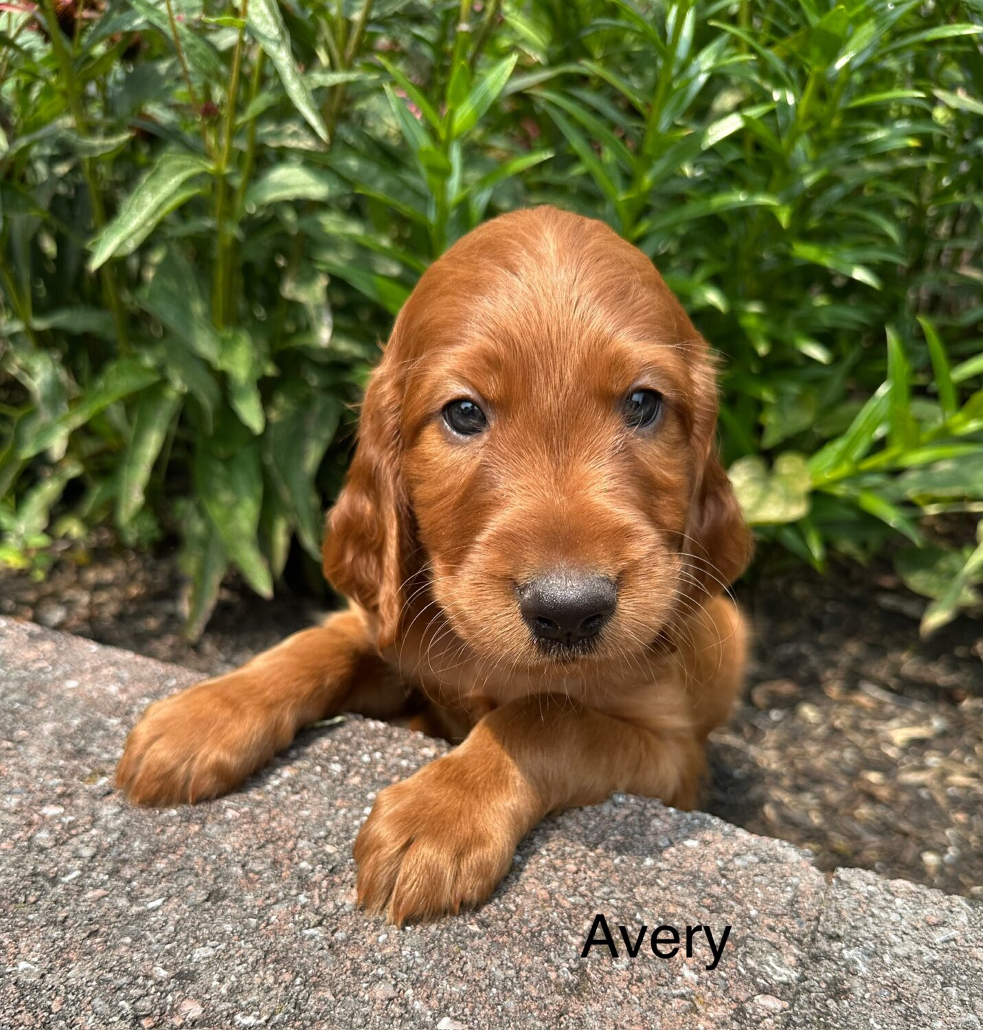 Mr. Zuckerman – Cloverleaf K9 Connections Website